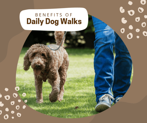 Benefits of Daily Walks for Dogs: On the Move Walking Your Do