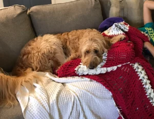 goldendoodle-behavior-stages-adult - Dogs for Vets