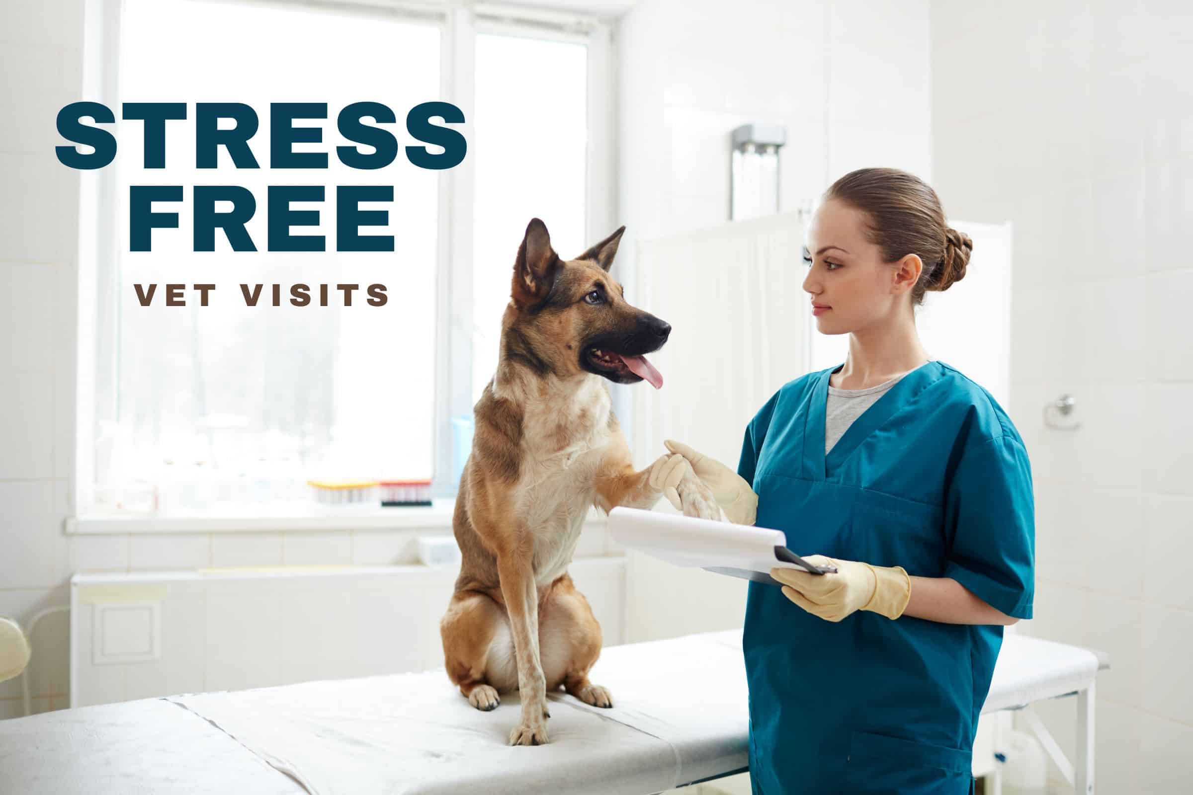 How to Prepare Your Dog for a Vet Visit with Stress-Free Tips