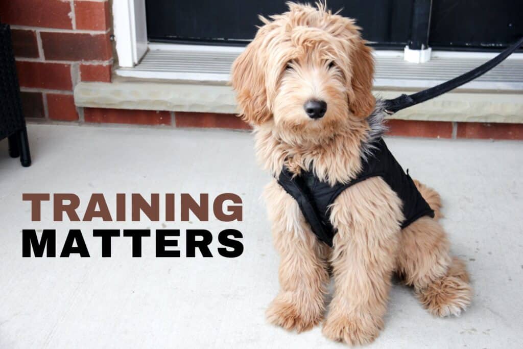 First Time Goldendoodle Owner Essential Tips for a Happy Pup