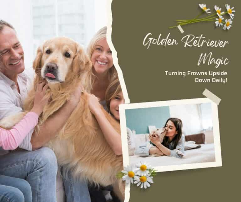 How do Golden Retrievers Help Humans: Heartwarming Benefits