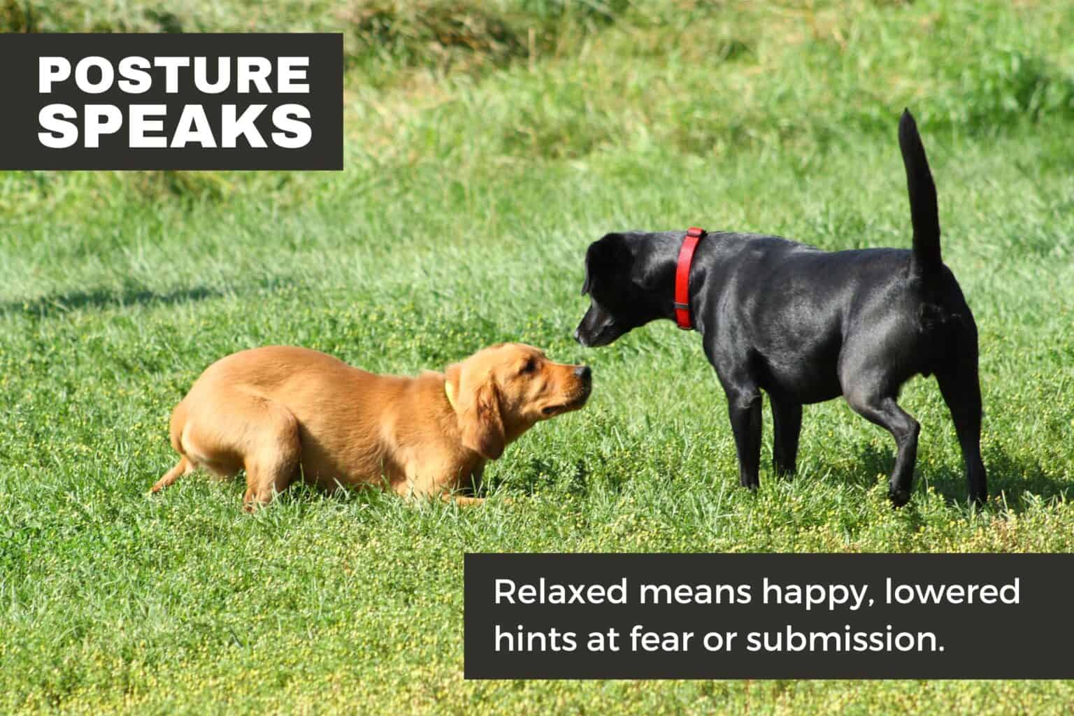 Submissive Dog Body Language: What Your Dog is Really Saying
