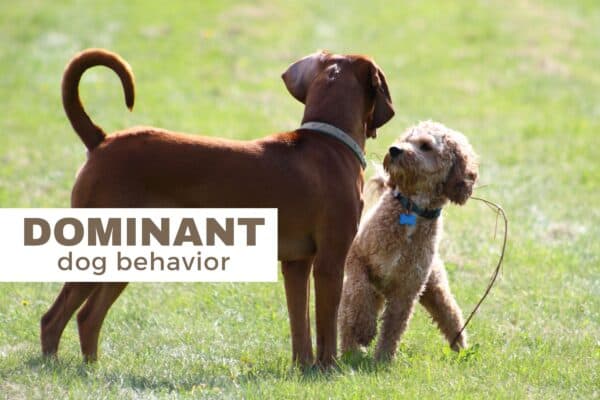 Dominant Dog Behavior: Understand and Manage Your Alpha Dog