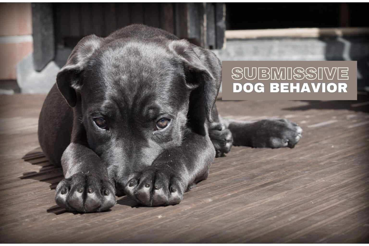 Submissive Dog Body Language: What Your Dog is Really Saying