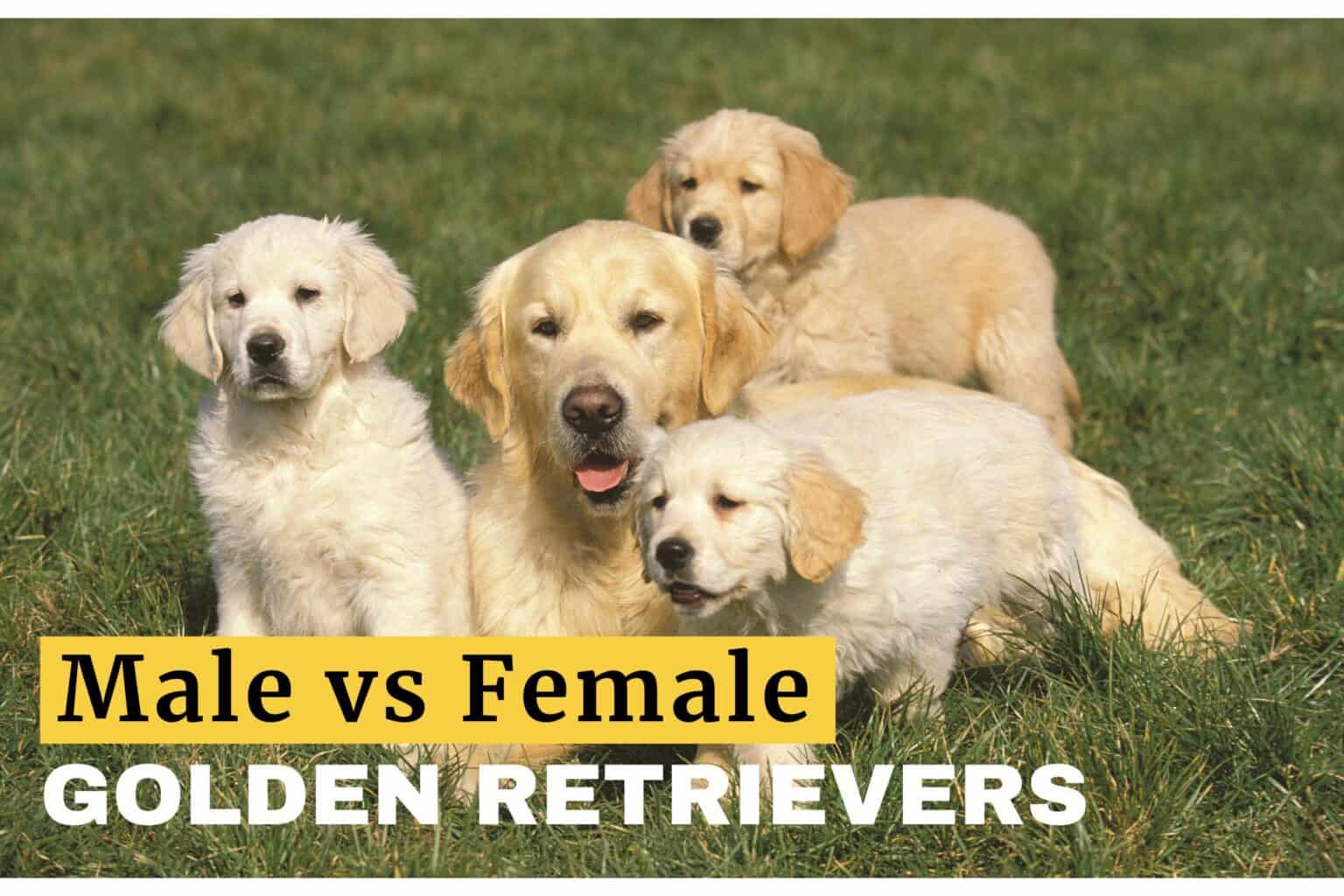 Male vs Female Golden Retrievers: Behavior and Appearance